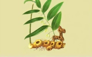 黄精长什么样_黄精植物图片怎么识别