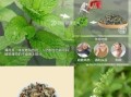哪些薄荷不能吃_有毒薄荷品种图片