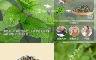 哪些薄荷不能吃_有毒薄荷品种图片