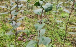 山茶树苗多少钱一棵_山茶树苗价格行情