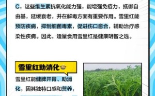 雪里红的功效与作用禁忌_什么人不能吃