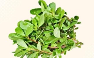 马苋菜怎么做好吃又有营养_马苋菜营养价值高吗