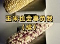水果玉米减肥可以吃吗_热量高不高