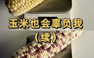水果玉米减肥可以吃吗_热量高不高