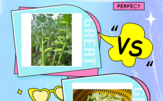 胡豆和蚕豆的区别_哪个更好吃