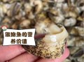 假鲍鱼的家常做法_假鲍鱼怎么做才好吃