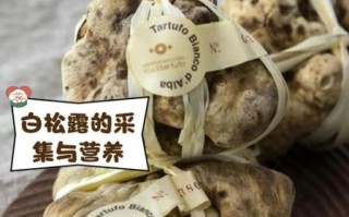 顶级白松露价格多少钱一斤_为什么那么贵