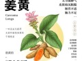 姜黄的功效与作用及禁忌_哪些人不能吃