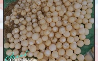 甲鱼蛋孵化温度多少合适_甲鱼蛋孵化过程图解