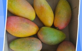 青芒果怎么催熟变黄_最快几天能吃