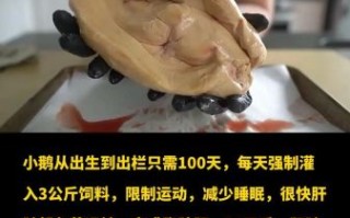 鹅肝真的残忍吗_鹅肝生产过程揭秘