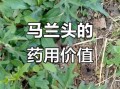 马兰头草药图片大全_马兰头长什么样