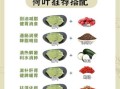 干荷叶的功效与作用_干荷叶泡水能减肥吗