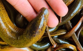 黄鳝开水烫死杀好不好_黄鳝怎么杀才干净