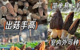 羊肚菌一亩地能产多少斤_如何提高亩产量