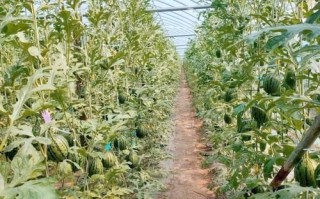 长吊瓜图片_长吊瓜怎么种植