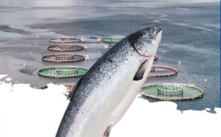 三文鱼多少钱一斤_2024最新市场价