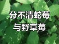蛇莓和野草莓的区别_怎么分辨