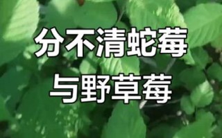 蛇莓和野草莓的区别_怎么分辨