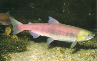 大马哈鱼图片大全大图_大马哈鱼高清图哪里找