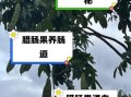 腊肠树果的功效与作用_腊肠树果怎么吃