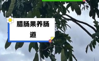 腊肠树果的功效与作用_腊肠树果怎么吃