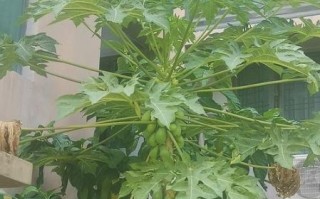 木瓜树几年结果_木瓜树怎么养才高产