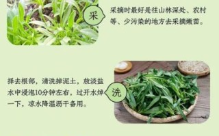 面条菜学名叫什么_面条菜和麦瓶草区别