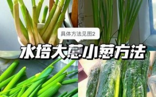 水葱怎么养_水葱和香蒲的区别