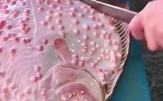 多宝鱼皮上疙瘩怎么弄_多宝鱼皮疙瘩处理方法