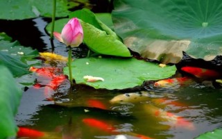 荷花鱼图片大全大图_高清荷花鱼摄影怎么拍