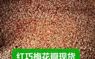 红巧梅图片_红巧梅长什么样