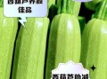 西葫芦的功效与作用_西葫芦的害处有哪些