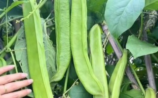 豆类植物大全图片_常见豆类有哪些