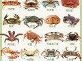 海蟹品种有哪些_哪种海蟹最好吃