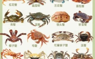 海蟹品种有哪些_哪种海蟹最好吃