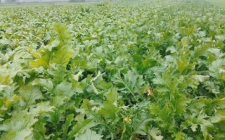 芥菜疙瘩什么时候种_芥菜疙瘩怎么种