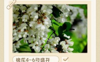 洋槐花几月开花_花期持续多久