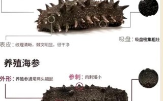 吃海参致癌是真的吗_海参吃多了会得癌症吗