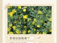 野菜苜蓿的功效与作用_苜蓿怎么吃最好