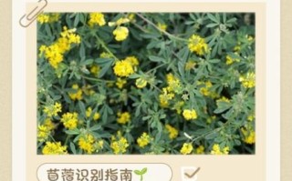 野菜苜蓿的功效与作用_苜蓿怎么吃最好