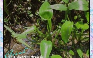 鸭舌草的功效与作用_鸭舌草怎么吃最好