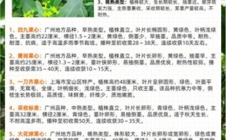 油菜心与菜心的区别_哪个更好吃