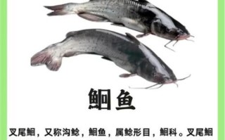 鮰鱼刺多吗_鮰鱼适合宝宝吃吗