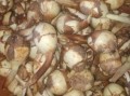 茨菇图片大全_茨菇长什么样