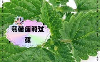 鲜薄荷叶能直接吃吗_鲜薄荷叶的功效与作用