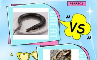 鳗鱼为什么代表性暗示_鳗鱼象征什么