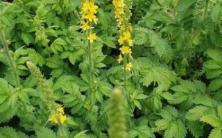 仙鹤草的功效与作用_仙鹤草有什么副作用