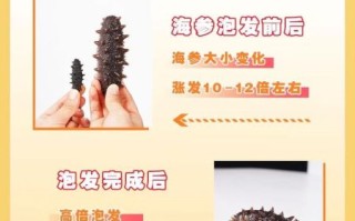 海参泡发多久能吃_海参怎么泡发最好