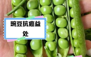 碗豆子有什么营养_碗豆子热量高吗